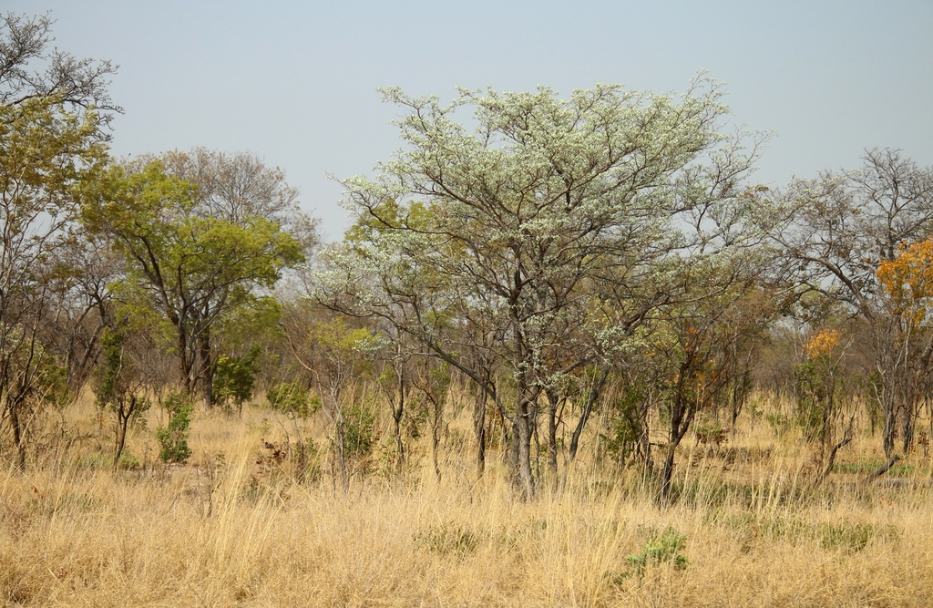 silver terminalia from Sambesi, Namibia on September 27, 2022 at 09:42 ...