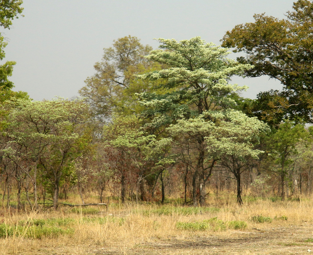 silver terminalia from Sambesi, Namibia on September 27, 2022 at 09:43 ...