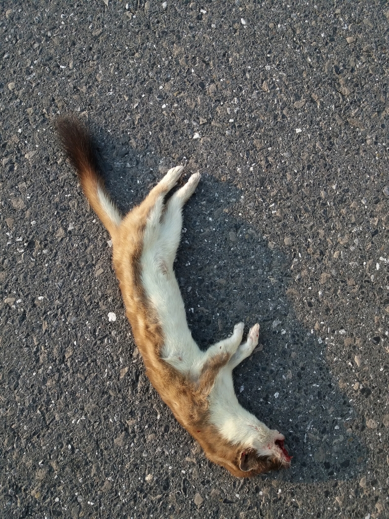 Eurasian Stoat from CR119, 6150 Altlinster, Luxembourg on April 14 ...