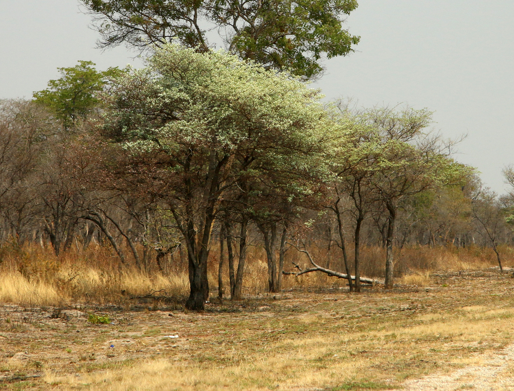 silver terminalia from Sambesi, Namibia on September 27, 2022 at 10:51 ...