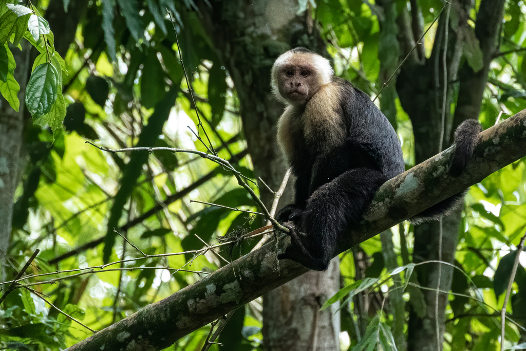 Colombian White-throated Capuchin from Bosque Kaukitá, Pereira ...