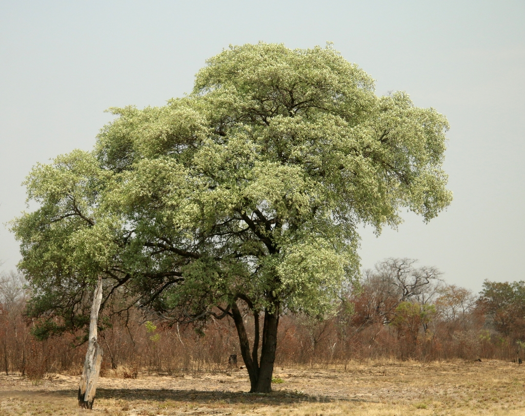 silver terminalia from Kavango East Region, Namibia on September 27 ...