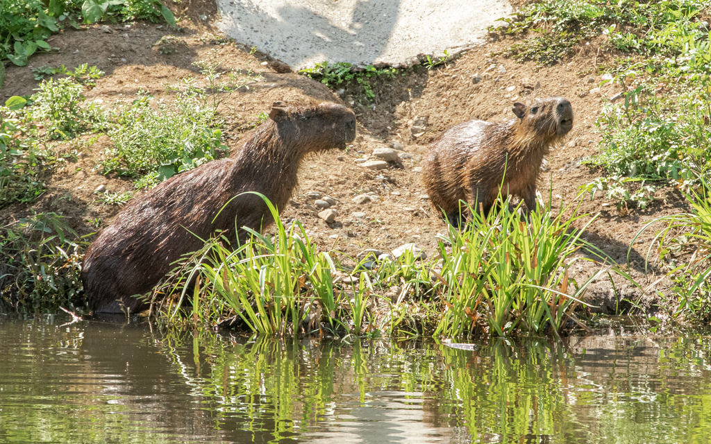 Lesser Capybara from Bosque Kaukitá, Pereira, Risaralda, Colombia on ...