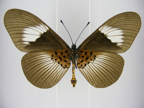 Subspecies Acraea alcinoe alcinoe · iNaturalist