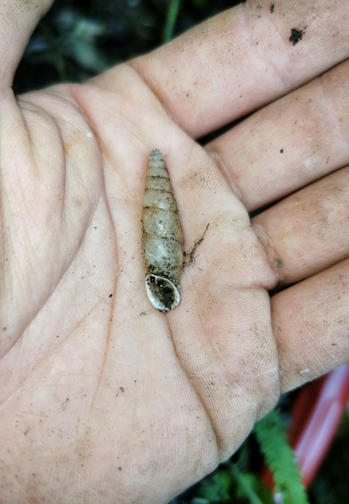 Synprosphyma yunlingi in February 2022 by 通通 · iNaturalist