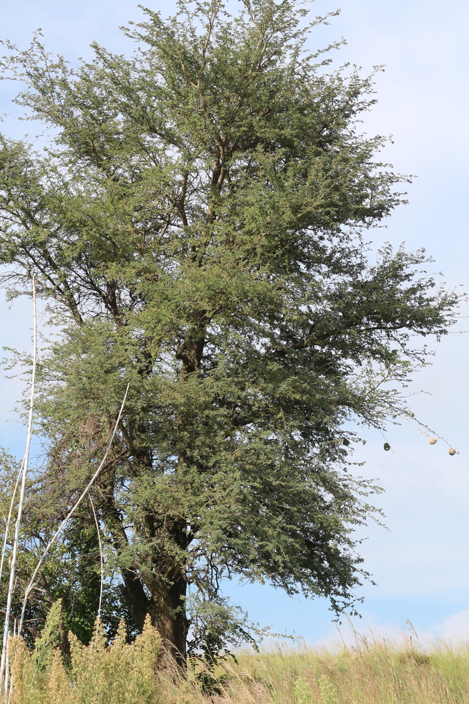 Ana tree from Carletonville, 2499, South Africa on January 26, 2024 at ...