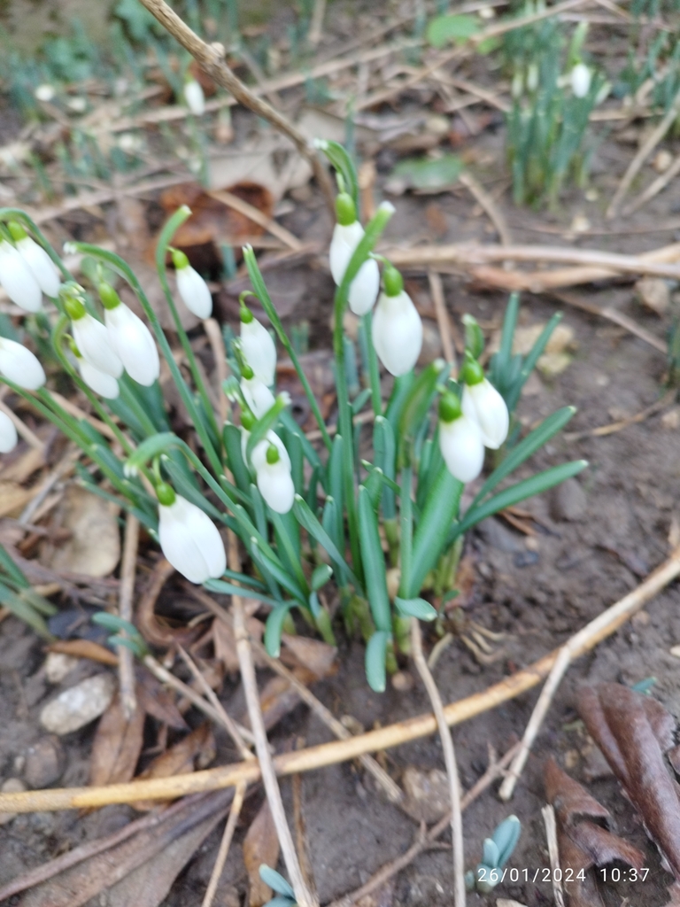 common snowdrop from 38180 Seyssins, France on January 26, 2024 at 10: ...