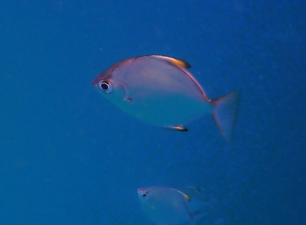 Diamondfish from Queensland, Australia on October 11, 2023 at 10:24 AM ...
