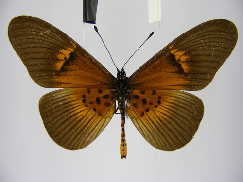 Subspecies Acraea alcinoe camerunica · iNaturalist