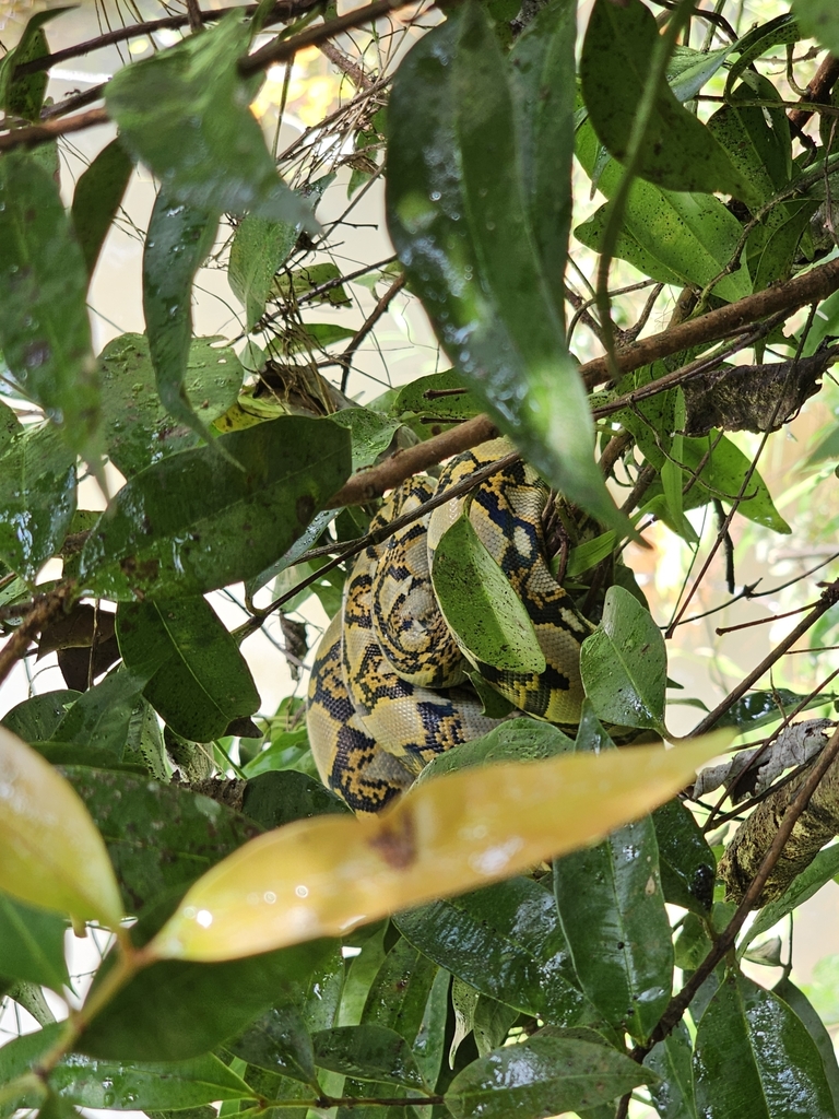 Reticulated Python from Bishan, Singapore on January 24, 2024 at 02:24 ...
