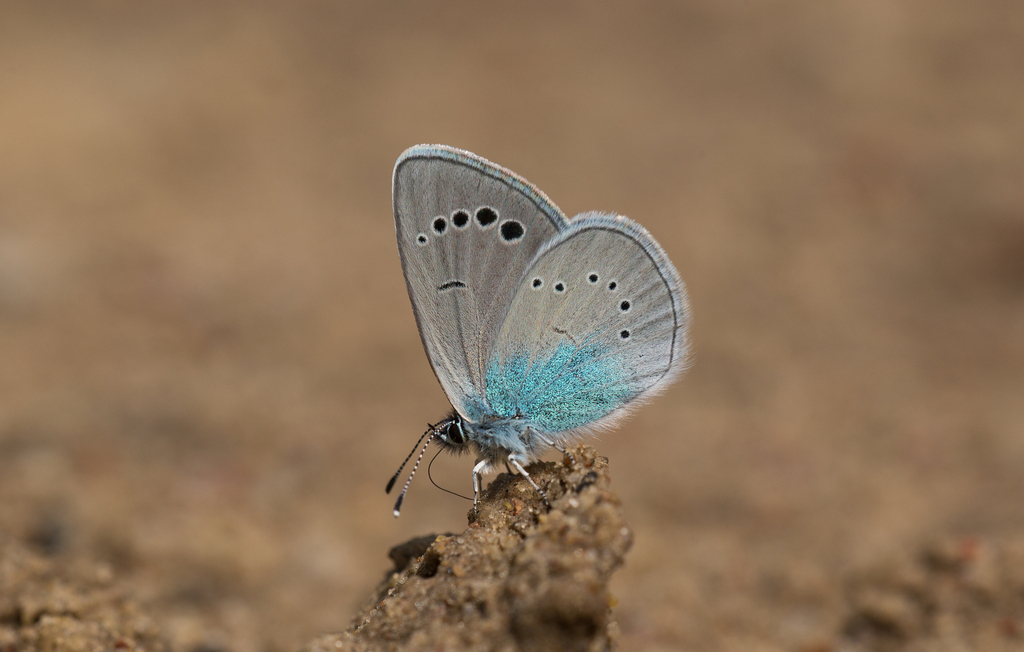 Green-underside Blue in May 2018 by pawel_walkiewicz · iNaturalist