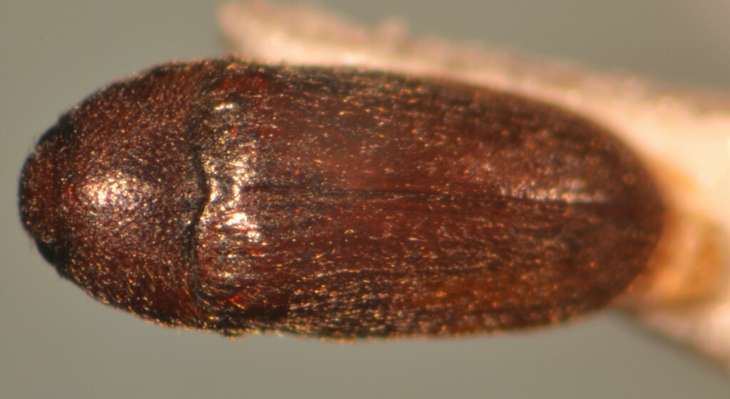 Aulonothroscus brevicollis from Alytaus r. sav., Lietuva on May 31 ...