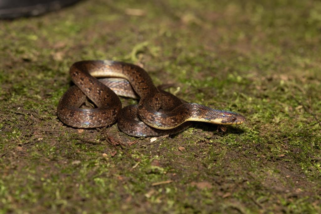 Ground Snakes from Río Palenque, Ecuador on May 28, 2022 at 08:38 PM by ...
