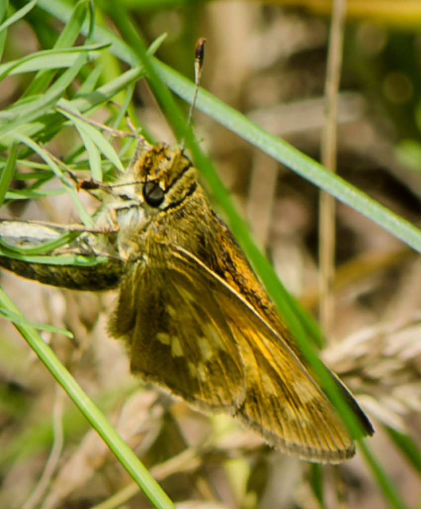 Indian Skipper from Lily Pond, Haverstraw, NY 10980 on May 29, 2012 at ...