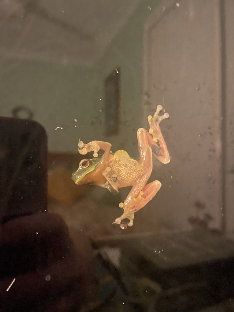 Dainty Green Tree Frog in January 2024 by ecologycaitlin · iNaturalist