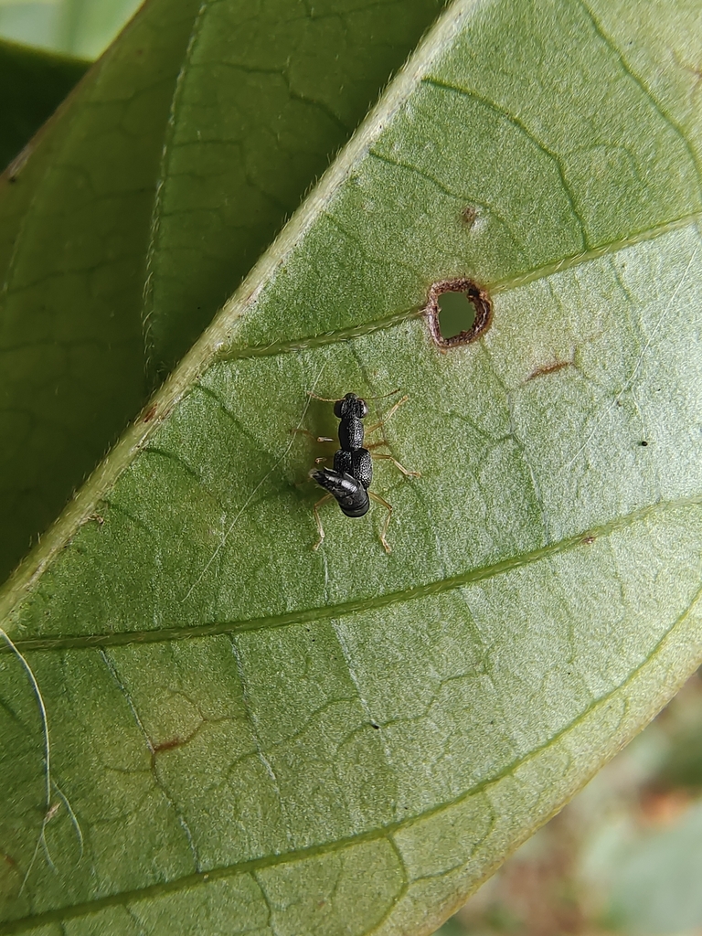 Stenus from Yichun, CN-JX, CN on January 4, 2024 at 02:17 PM by ...