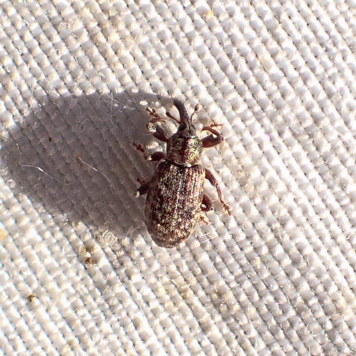 Willow Weevils from 17550 Dolus-d'Oléron, France on January 25, 2024 at ...