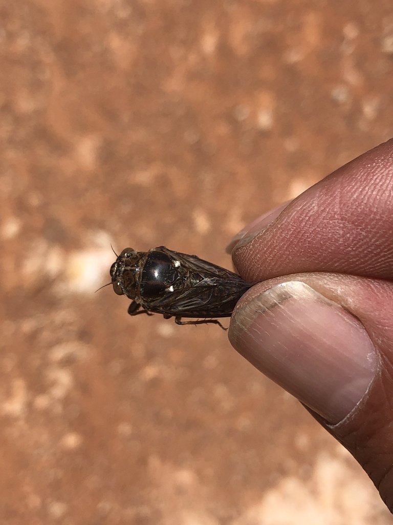 Kobonga godingi from Nonning Rd, Uno, SA, AU on January 26, 2024 at 01: ...