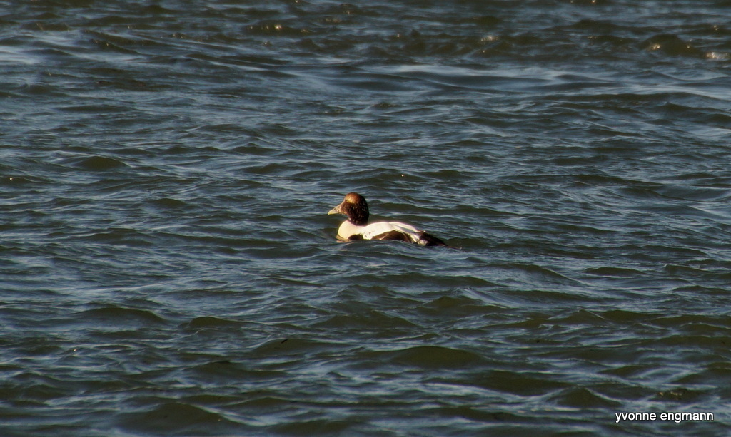 Common Eider in January 2024 by Yvonne Engmann · iNaturalist