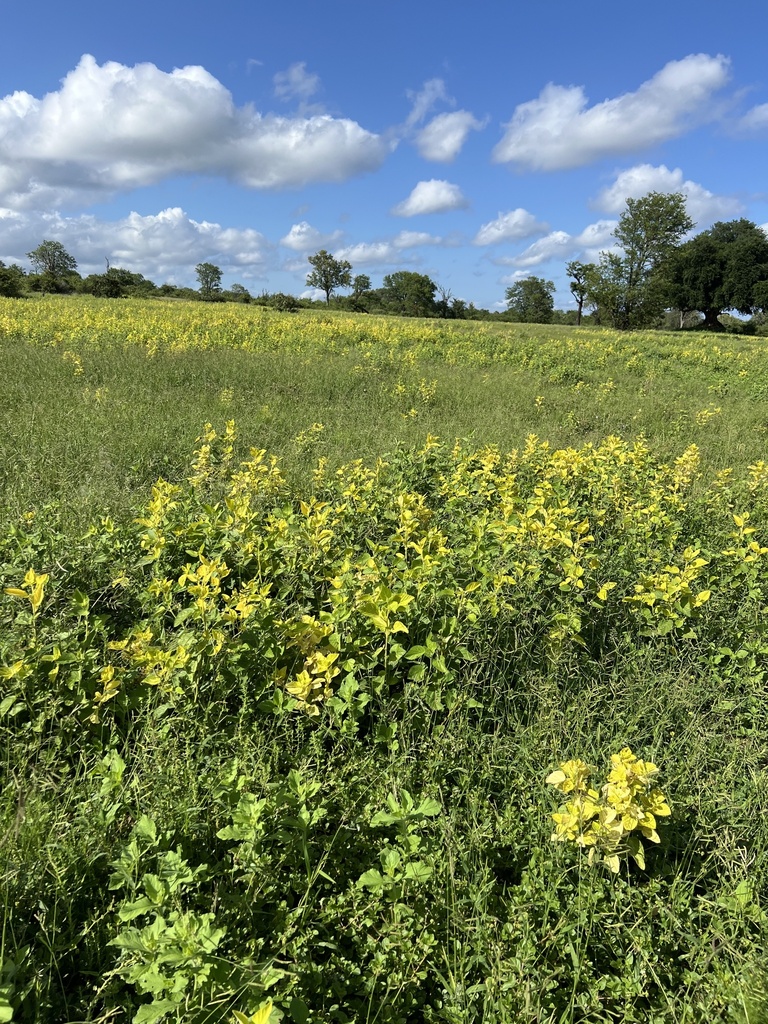 flannel weed from Ba-Phalaborwa Rural, LP, ZA on January 23, 2024 at 08 ...