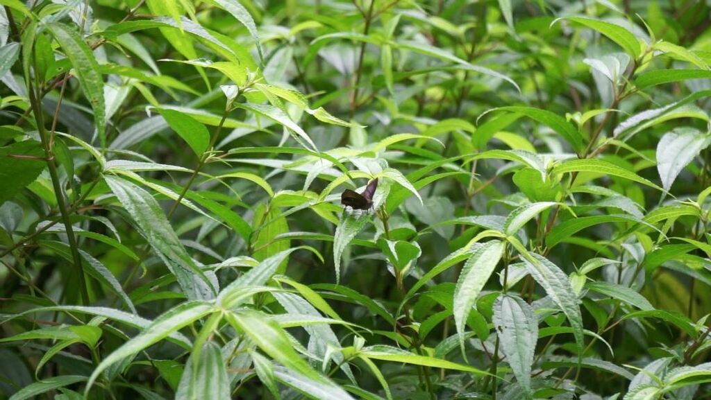 Butterflies from Yingkiong 791002 on May 21, 2022 at 05:27 PM by Dev ...