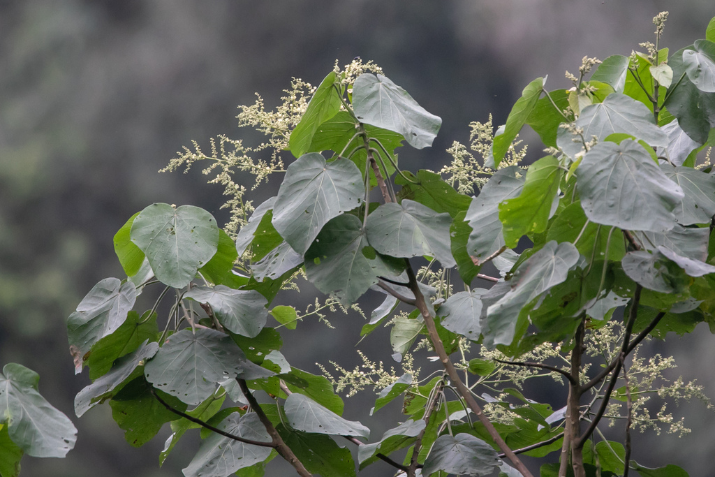 Neoboutonia macrocalyx from Nyamasheke, Rwanda on January 14, 2024 at ...