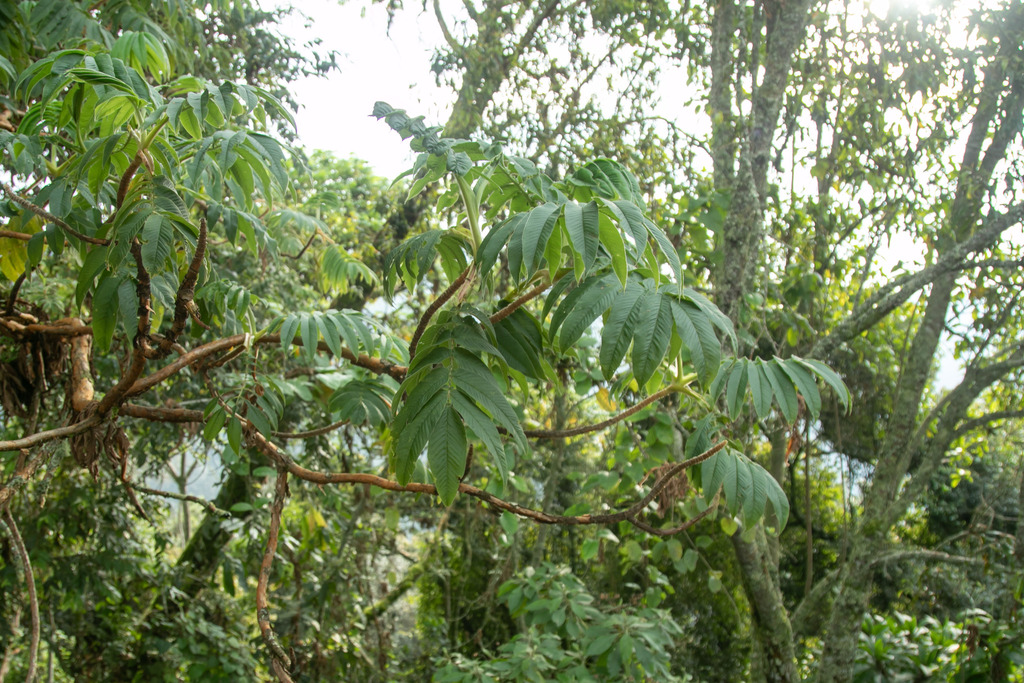 African Redwood from Nyamasheke, Rwanda on January 13, 2024 at 05:16 PM ...