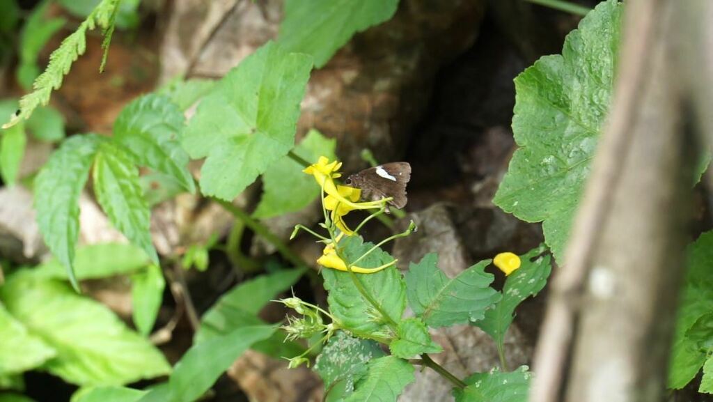 Skippers from Yingkiong 791002 on May 23, 2022 at 05:54 PM by Dev Bagdi ...