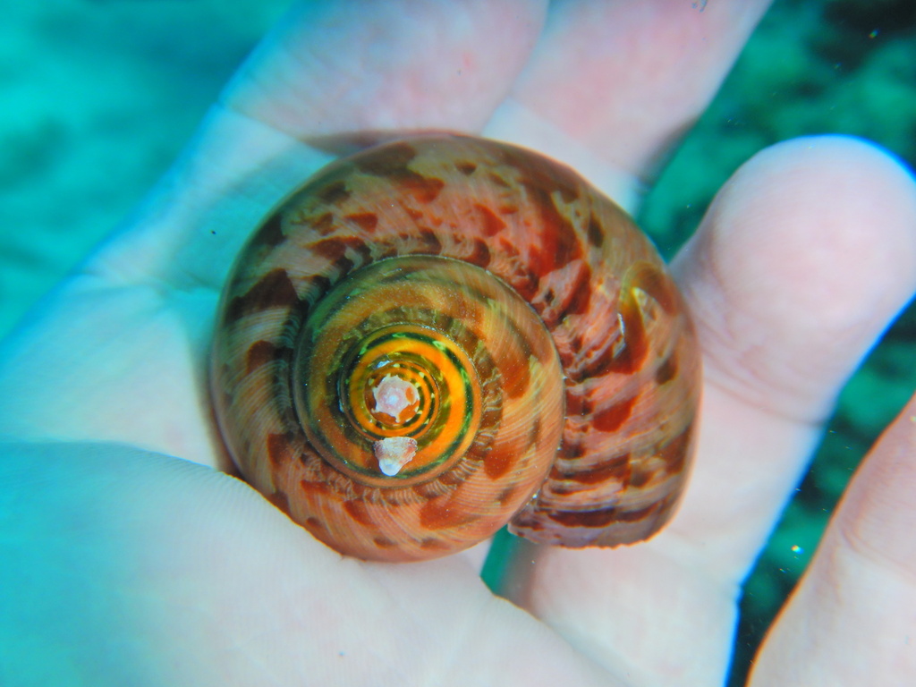 Tapestry Turban Snail from Al Bahr al Ahmar, EG on September 5, 2021 at ...