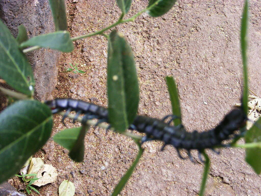African Giant Centipede from Tsavo N. Park, Kenya on June 12, 2009 at ...