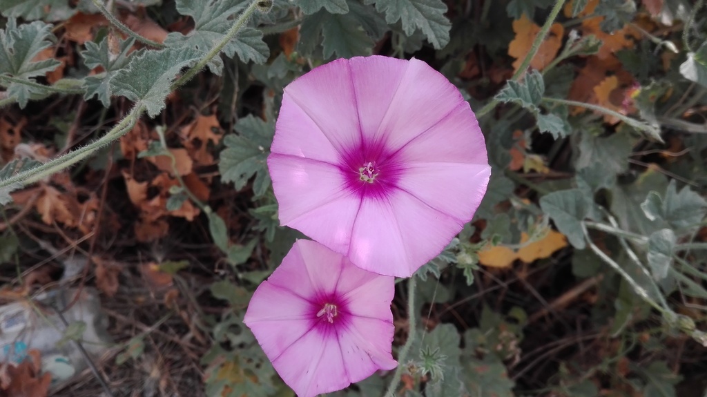 Mallow Bindweed from Iera Odos 75, Athina 118 55, Greece on May 5, 2018 ...