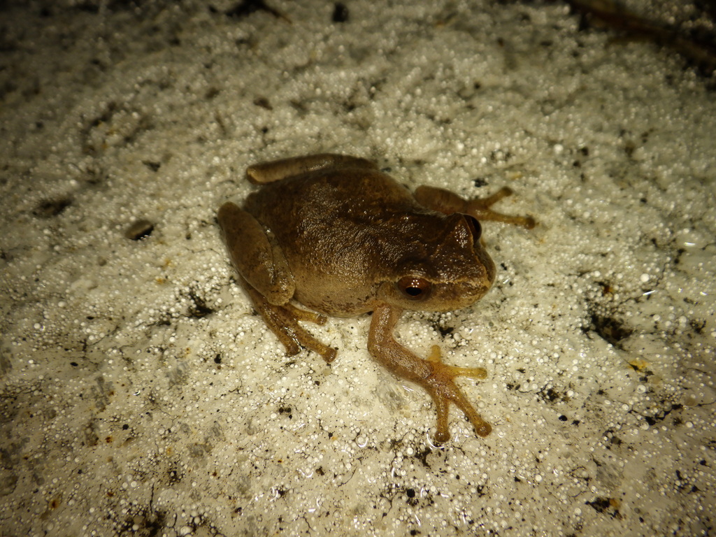 Spring Peeper from Bath County, KY, USA on January 25, 2024 at 11:37 PM ...