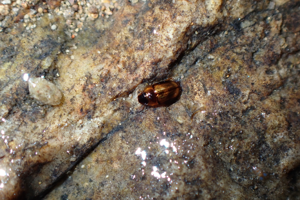 Agraphydrus in January 2024 by Yui Hong Chiu · iNaturalist