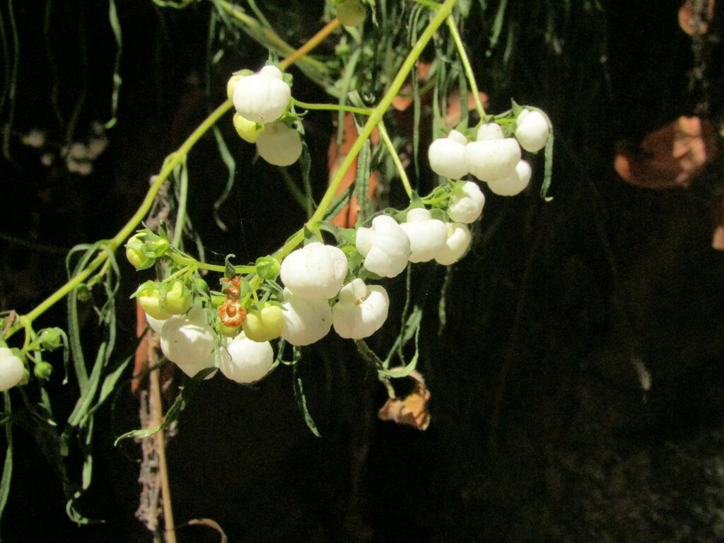 Calceolaria alba from Concepcion, Bío Bío, Chile on January 18, 2024 at ...