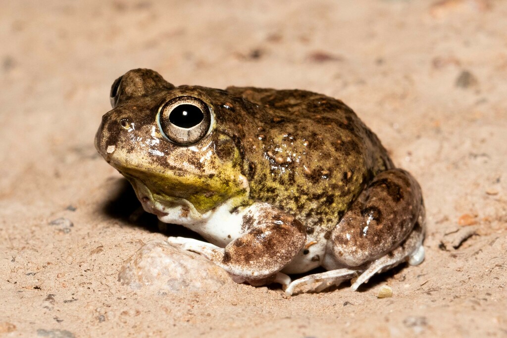 Tucumán four-eyed frog from Belgrano, San Luis, Argentina on January 8 ...