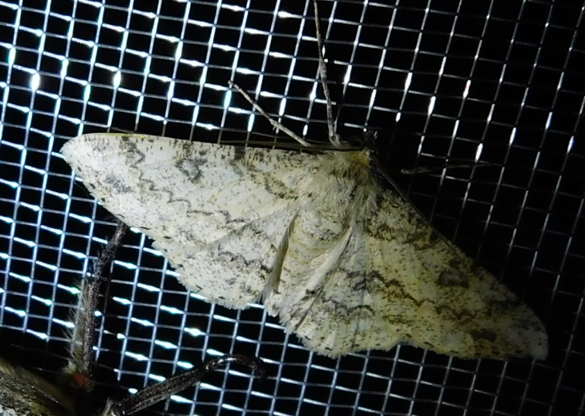 Citrus Looper from Domaszék, 6781 Hungary on July 15, 2023 at 02:01 PM ...