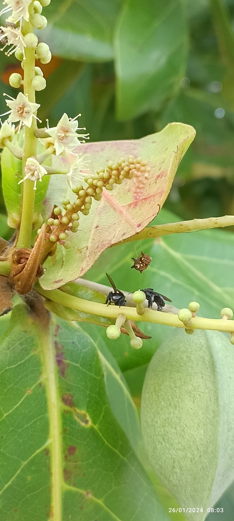 Stingless Bees from Playa del Carmen, Q.R., México on January 26, 2024 ...