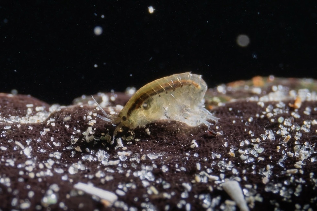 Senticaudata from Spring Garden Lake, De Leon Springs, FL, US on ...