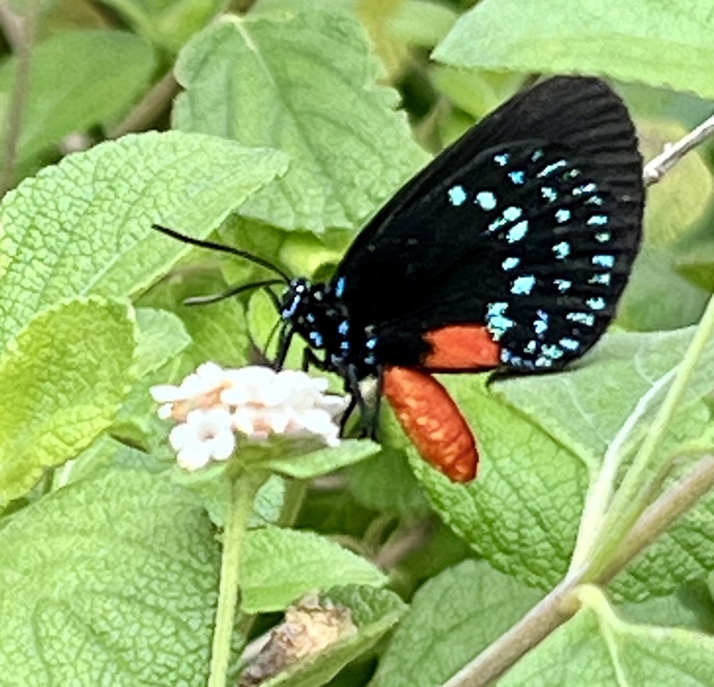 Atala from Hutchinson Island, Stuart, FL, US on January 24, 2024 at 02: ...