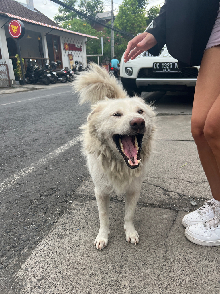 Domestic Dog from Jalan Pantai Berawa, Kabupaten Badung, Bali, ID on January 26, 2024 at 04:09 ...