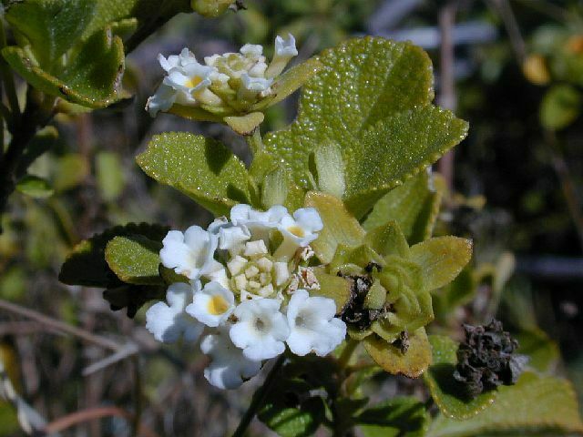 Button Sage from Bahia Honda State Park, Florida 33043, USA on January ...