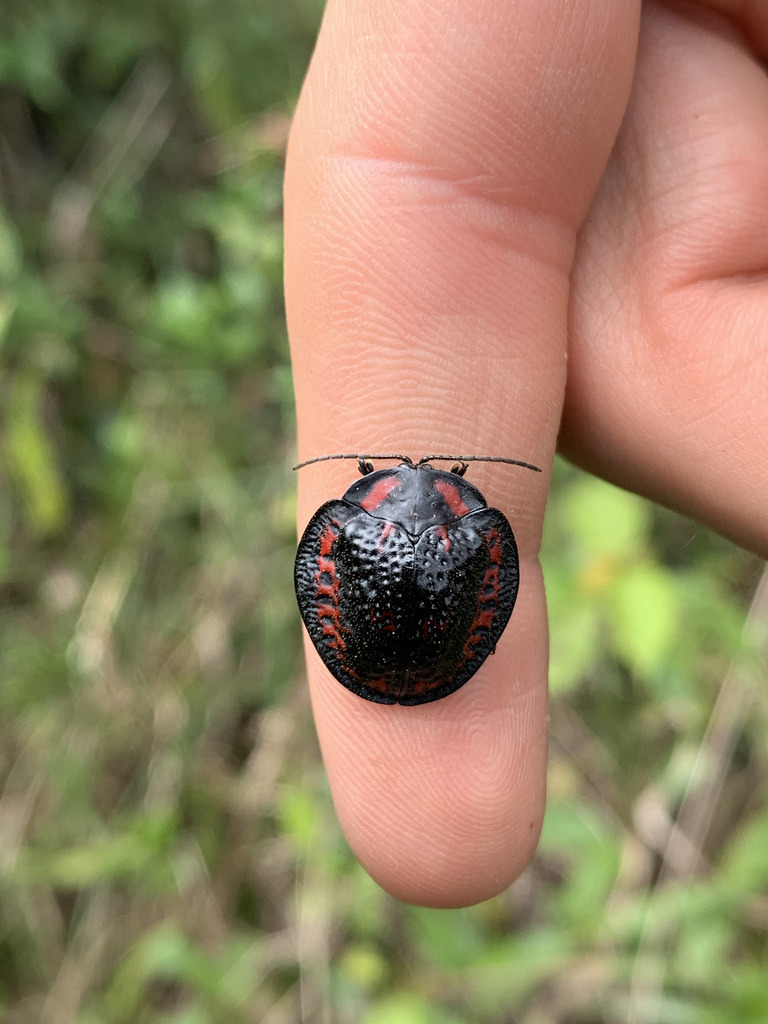 Canistra osculatii from Mera, Ecuador on November 22, 2019 at 10:17 AM ...