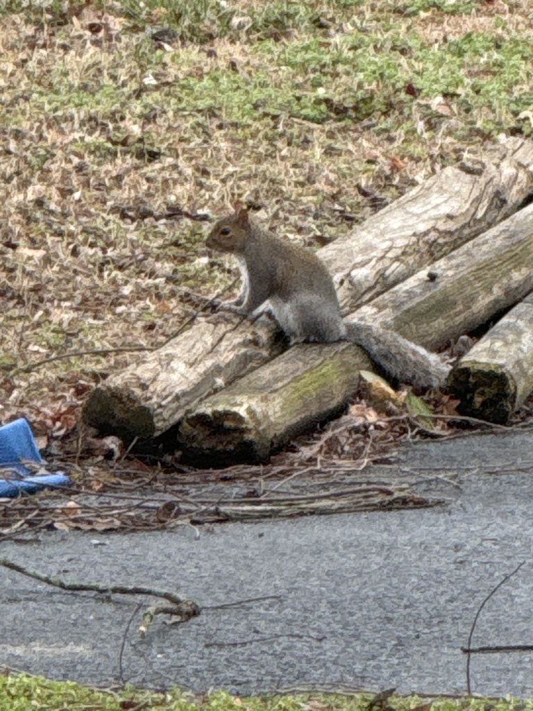 Eastern Gray Squirrel from Patriot Dr, Salisbury, MD, US on January 26 ...