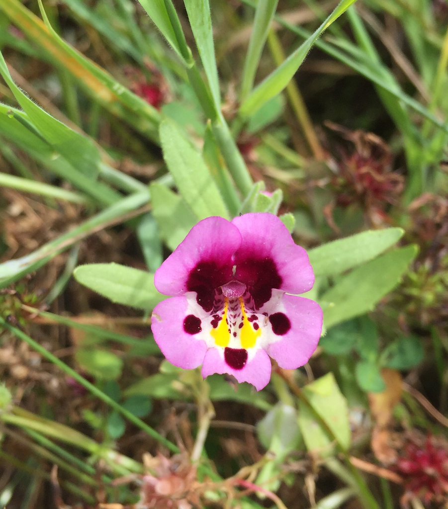 tricolor monkeyflower from 93619, Clovis, CA, US on April 24, 2016 at ...