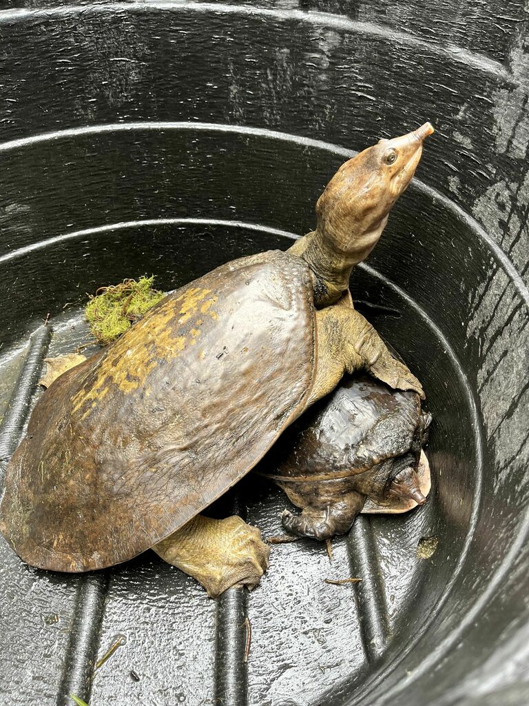 Florida Softshell Turtle from Rainbow River, Florida 34432, USA on ...