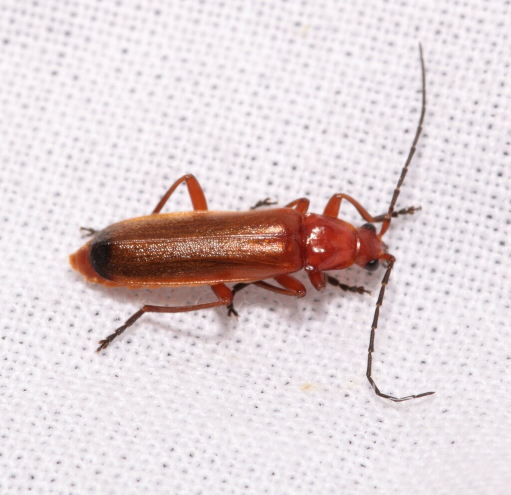 Common Red Soldier Beetle from Bárányjárási út on June 21, 2023 at 06: ...