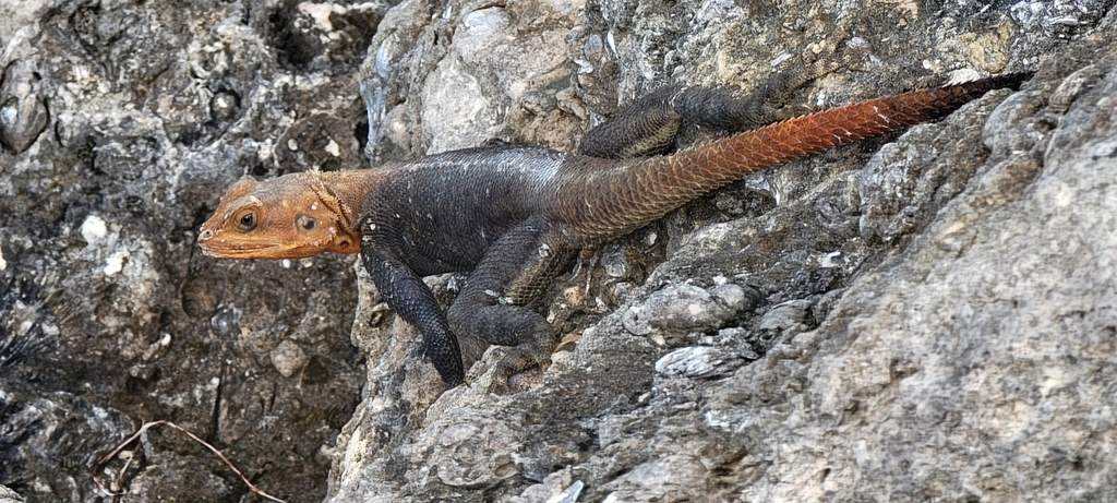 Peters's Rock Agama from North Beach, FL, USA on January 26, 2024 at 10 ...