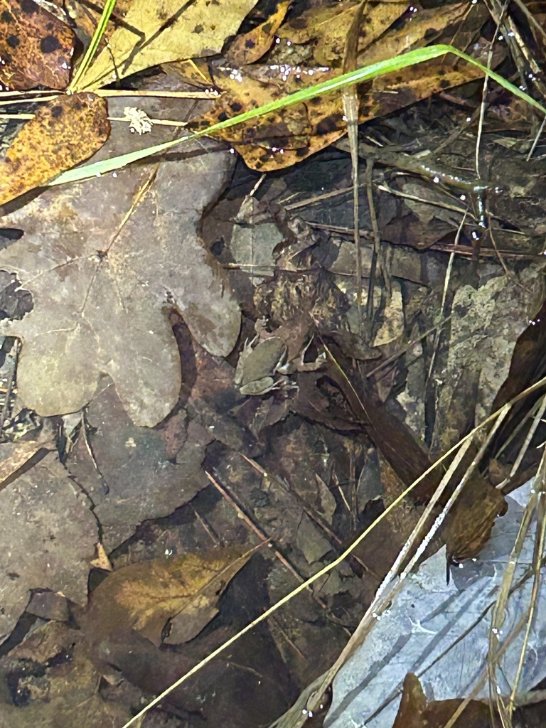 Chorus Frogs from Talladega National Forest, Brent, AL, US on January ...