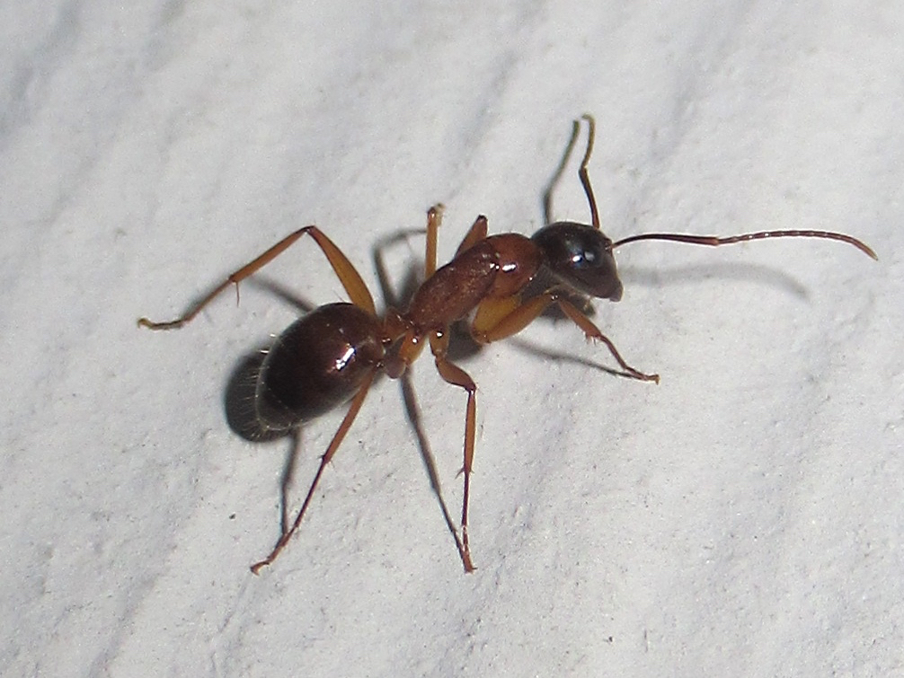 Carpenter Ants, Typical Sugar Ants and Allies from Salton Dr., Austin ...