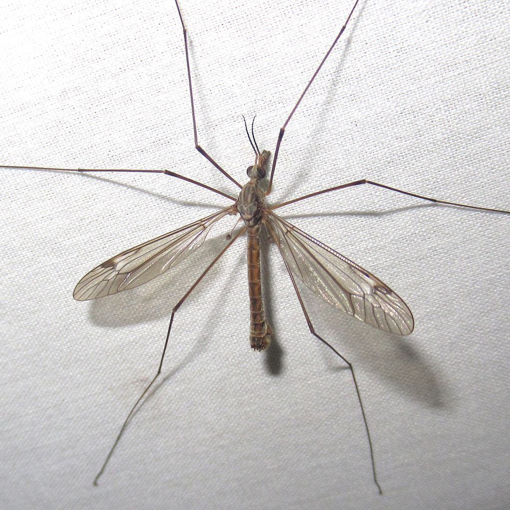 Common Crane Flies from Salton Dr., Austin, Travis Co., TX on January ...